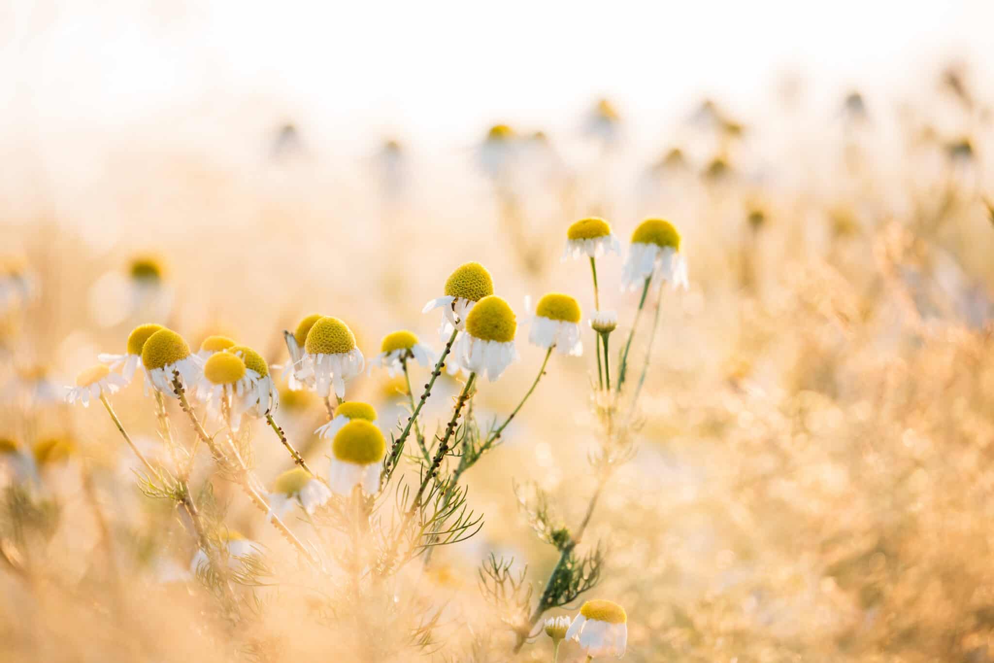 German Chamomile vs. Roman Chamomile: What Are The Differences? - A-Z ...