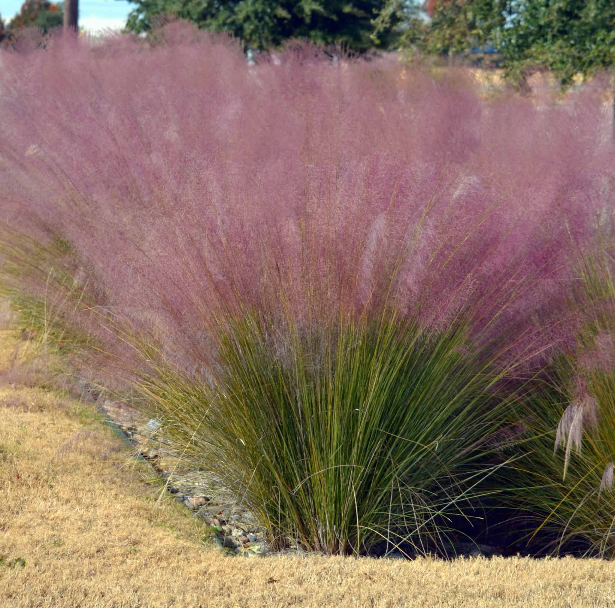 The 12 Best Perennial Ornamental Grasses - A-Z Animals