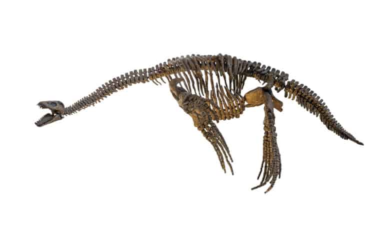 Plesiosaur Animal Facts - Plesiosauria - A-Z Animals
