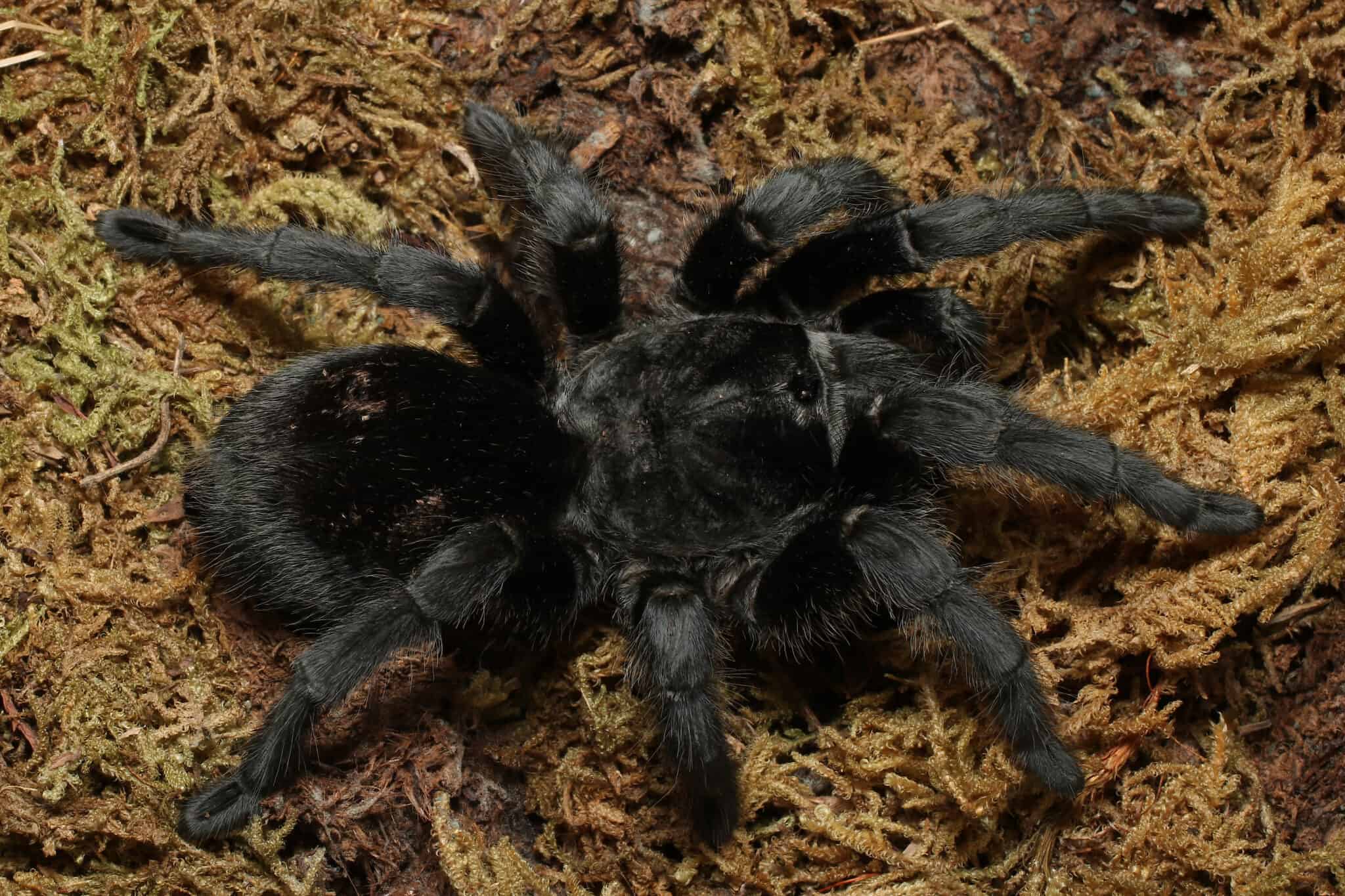 Species of Tarantula: The Complete List of Tarantula Breeds - A-Z Animals