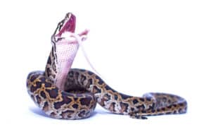 10 Incredible Python Facts (#9 is Truly Scary) - AZ Animals