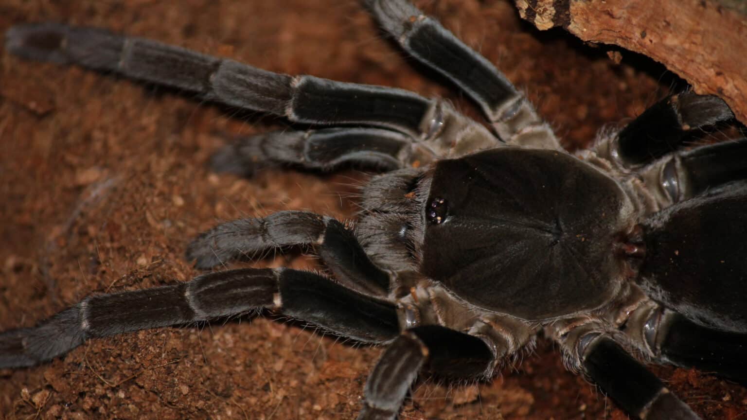 Species of Tarantula: The Complete List of Tarantula Breeds - A-Z Animals