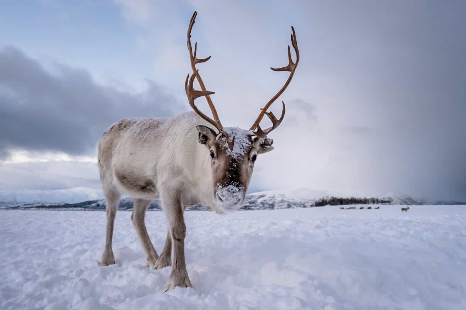 How Fast Can Reindeer Really Run? Unveiling Their Impressive Speeds - A ...
