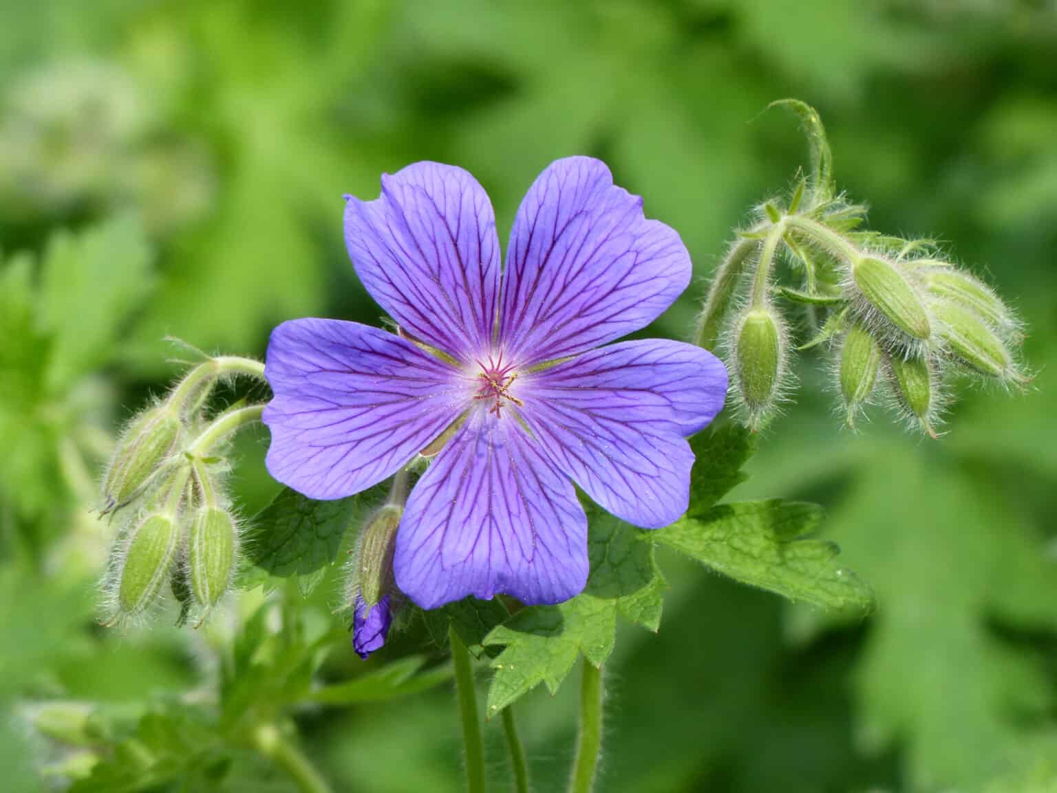 Seed Geraniums vs Zonal Geraniums - A-Z Animals