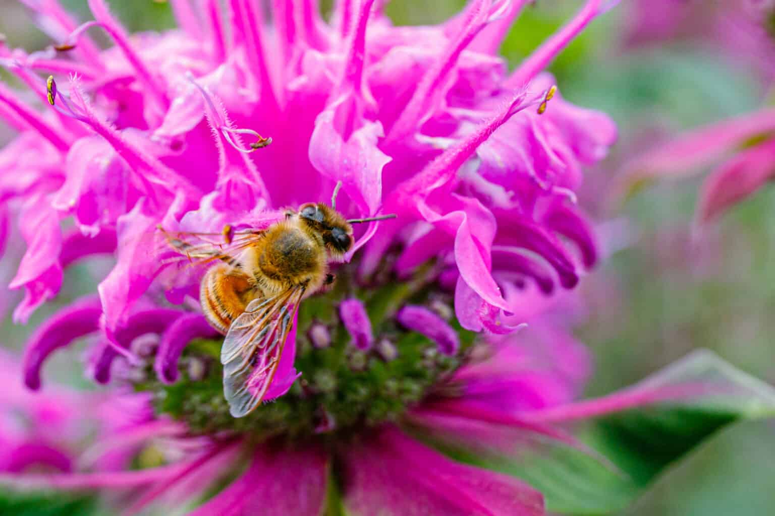10 Edible Flowers You Can Plant in Your Garden - A-Z Animals