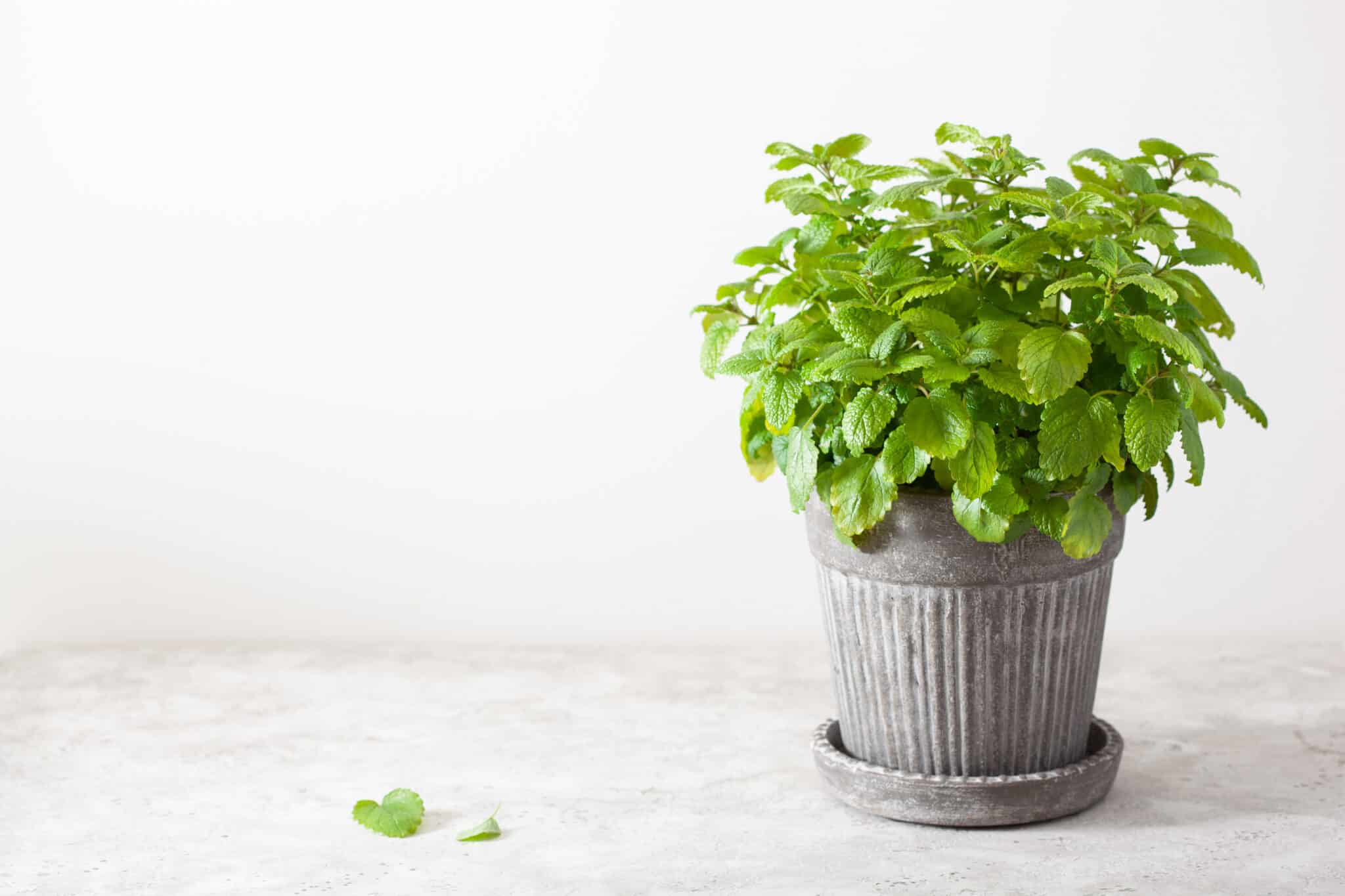 Lemon Balm vs. Mint: How Are They Different? - A-Z Animals