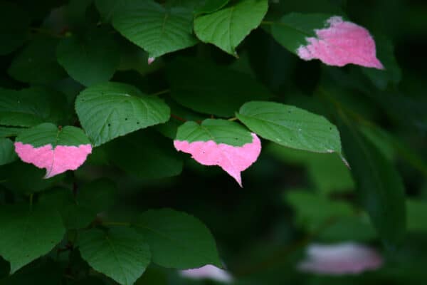 Silver Vine vs. Catnip: What Are the Differences? - A-Z Animals