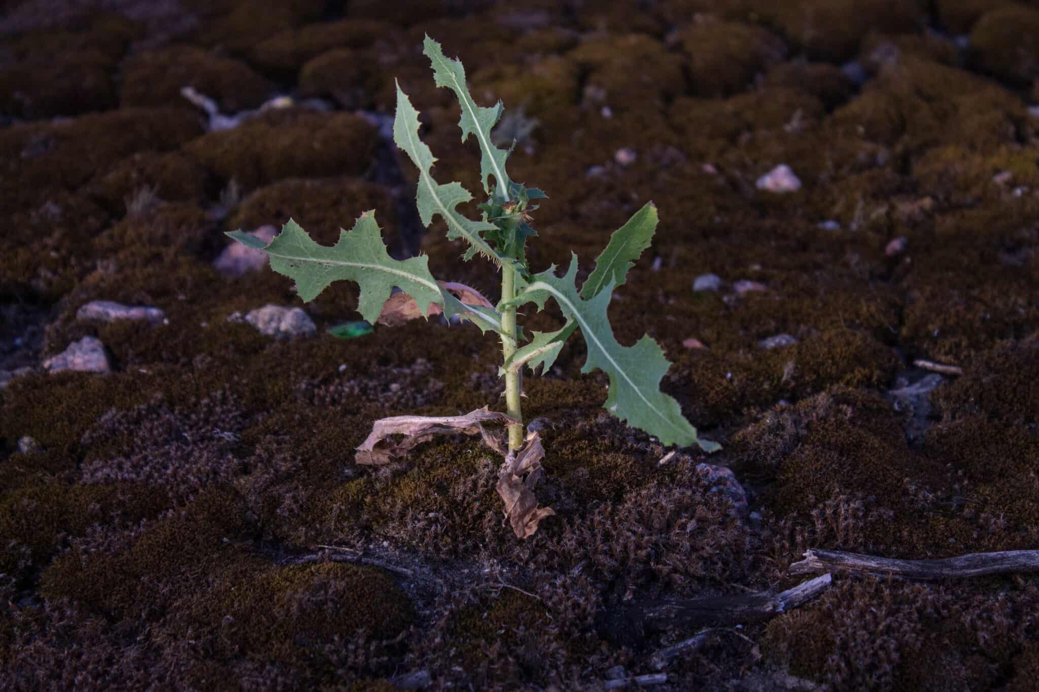 Wild Lettuce vs. Dandelion - A-Z Animals