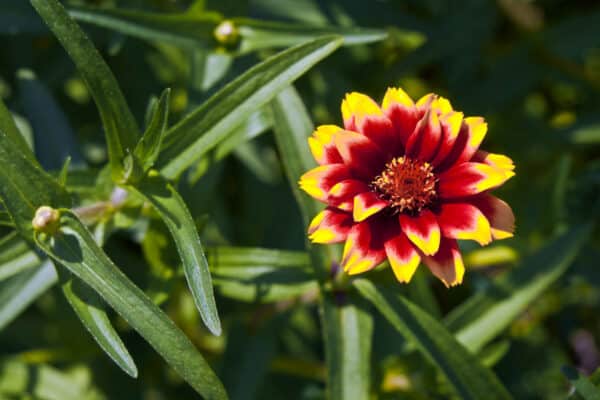 10 Small Annual Flowers: Sweet Garden Treasures - A-Z Animals
