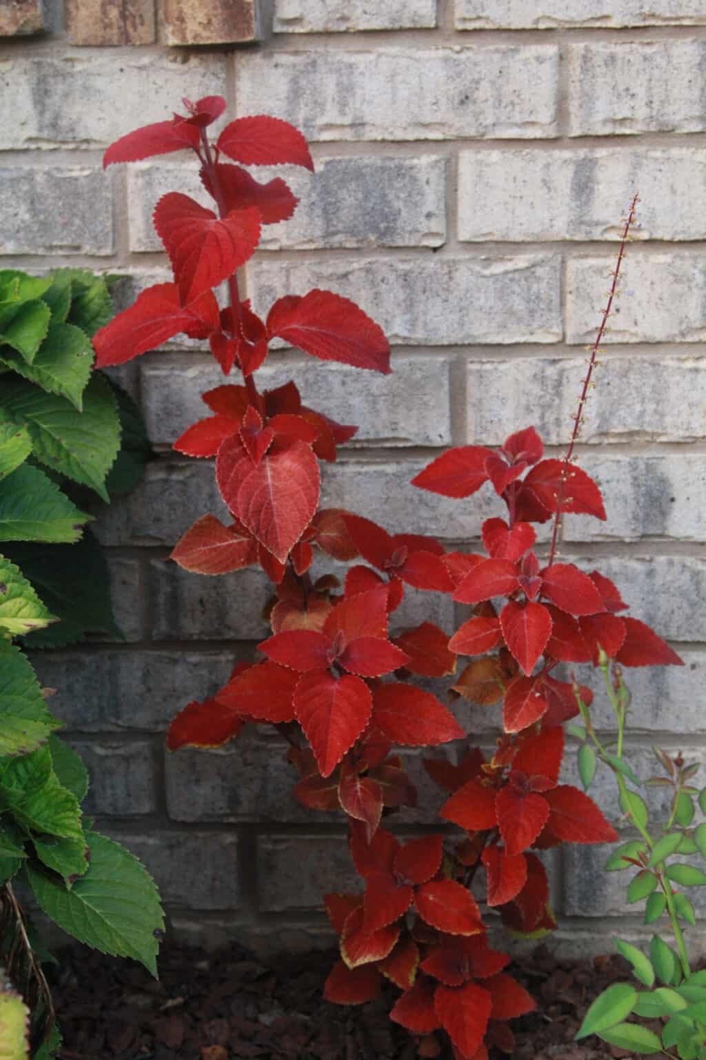 Types of Coleus: The Top 20 Varieties of Coleus - A-Z Animals