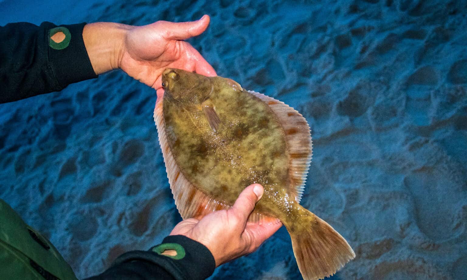 Flounder Fish Facts - A-Z Animals