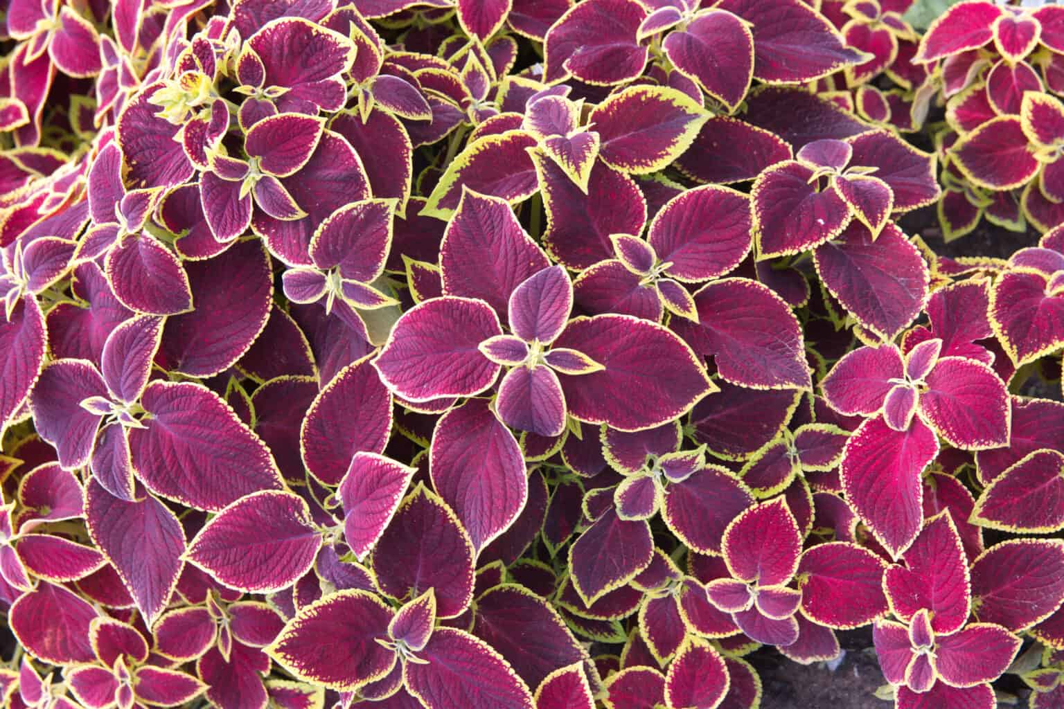 Types of Coleus: The Top 20 Varieties of Coleus - A-Z Animals