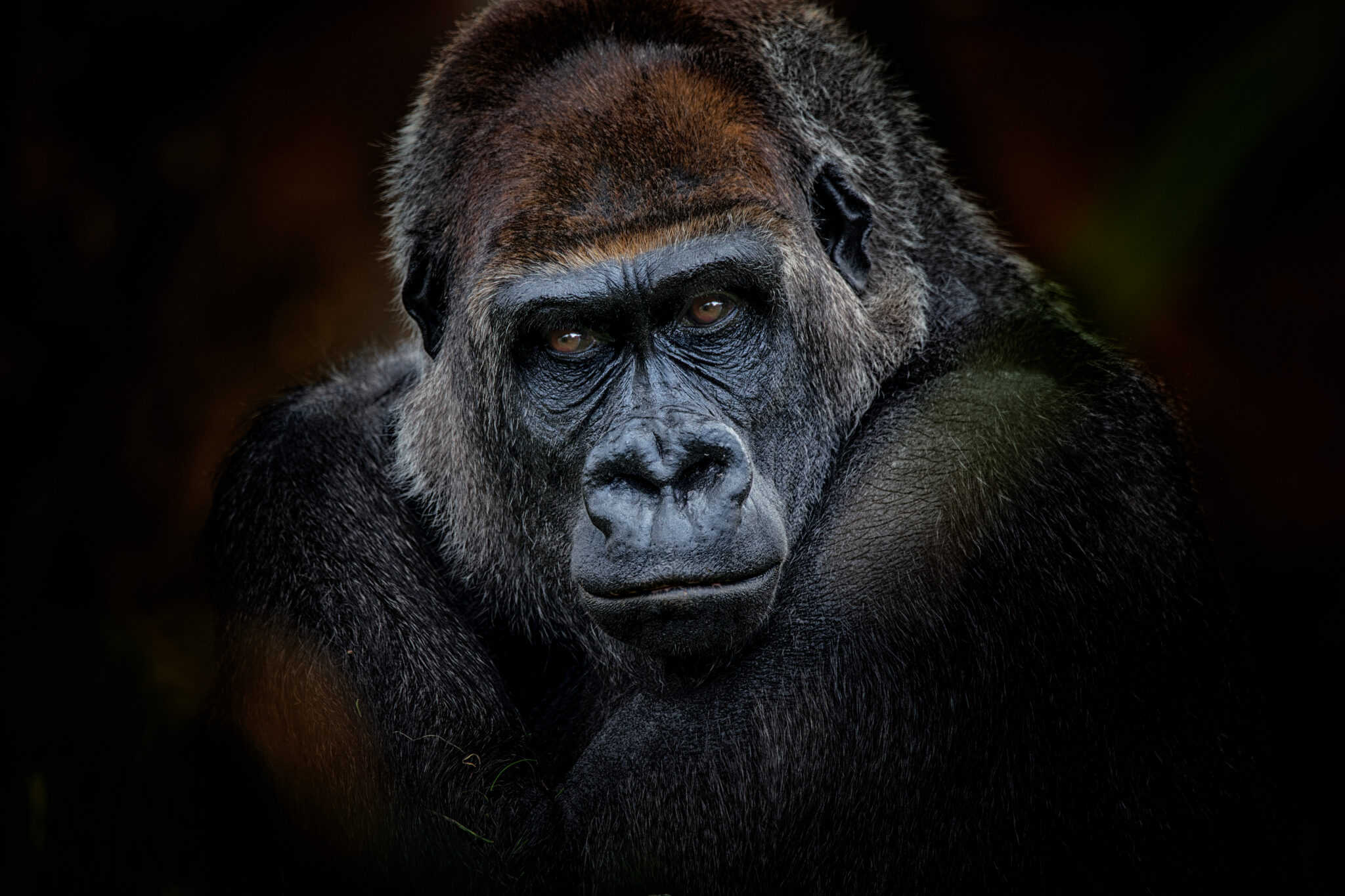 Gorillas Are the Gentle Giants of the Forest - A-Z Animals