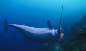 Narwhal Teeth: Everything You Need To Know - A-Z Animals