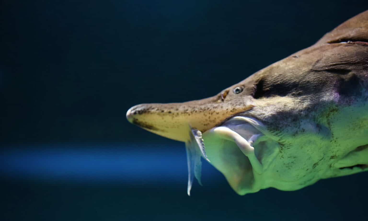Sturgeon Teeth: Everything You Need To Know - A-Z Animals