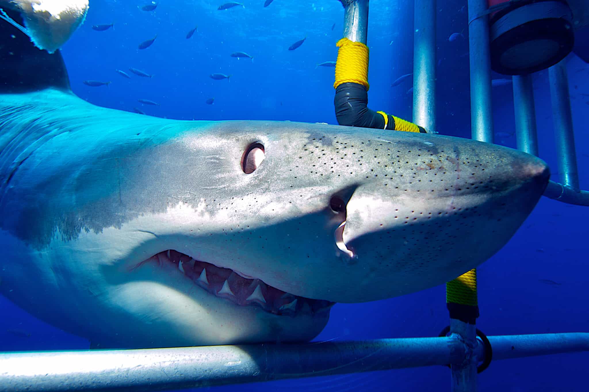 Watch a Fisherman Pet a Great White Shark’s Face Like a New Puppy - A-Z ...