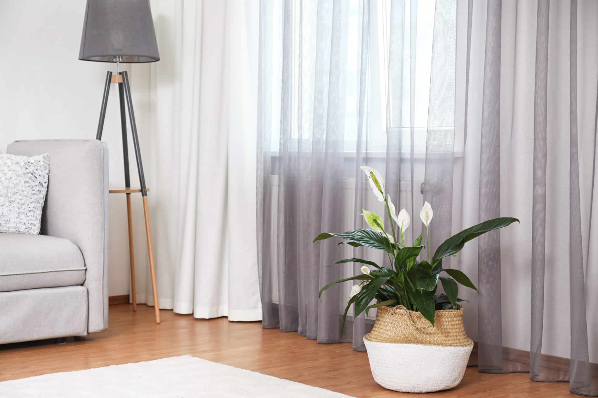 Caring for Your Split Leaf Philodendron: 10 Tips for a Healthy Plant ...