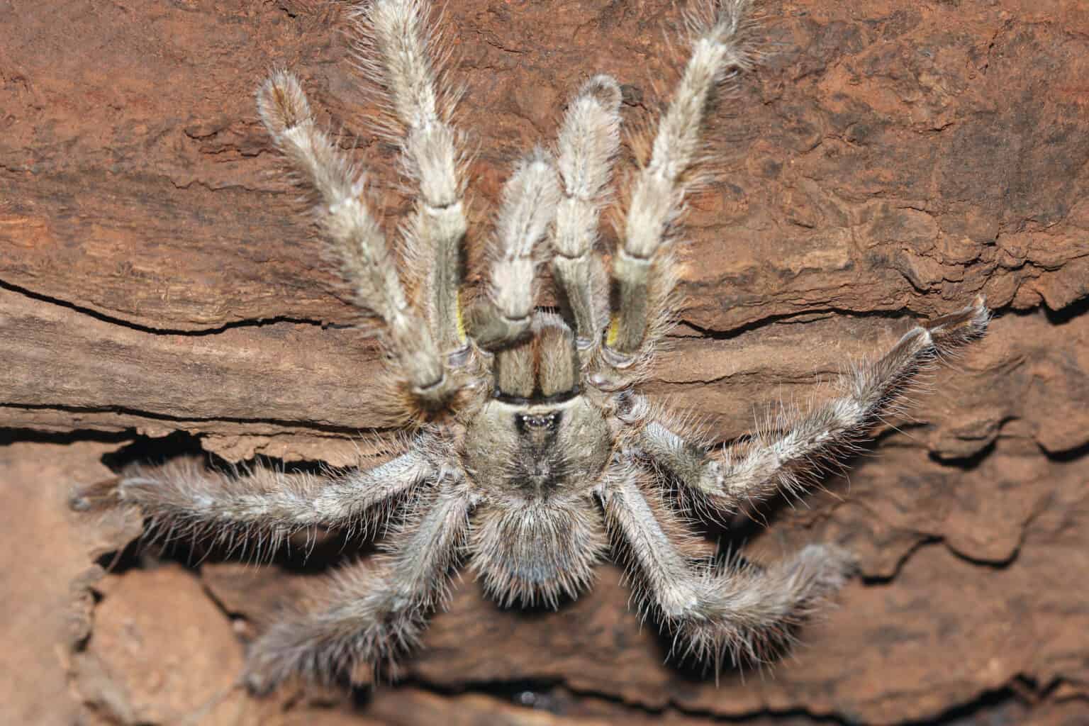 Old World Tarantulas vs. New World Tarantulas: The Complete List - A-Z ...