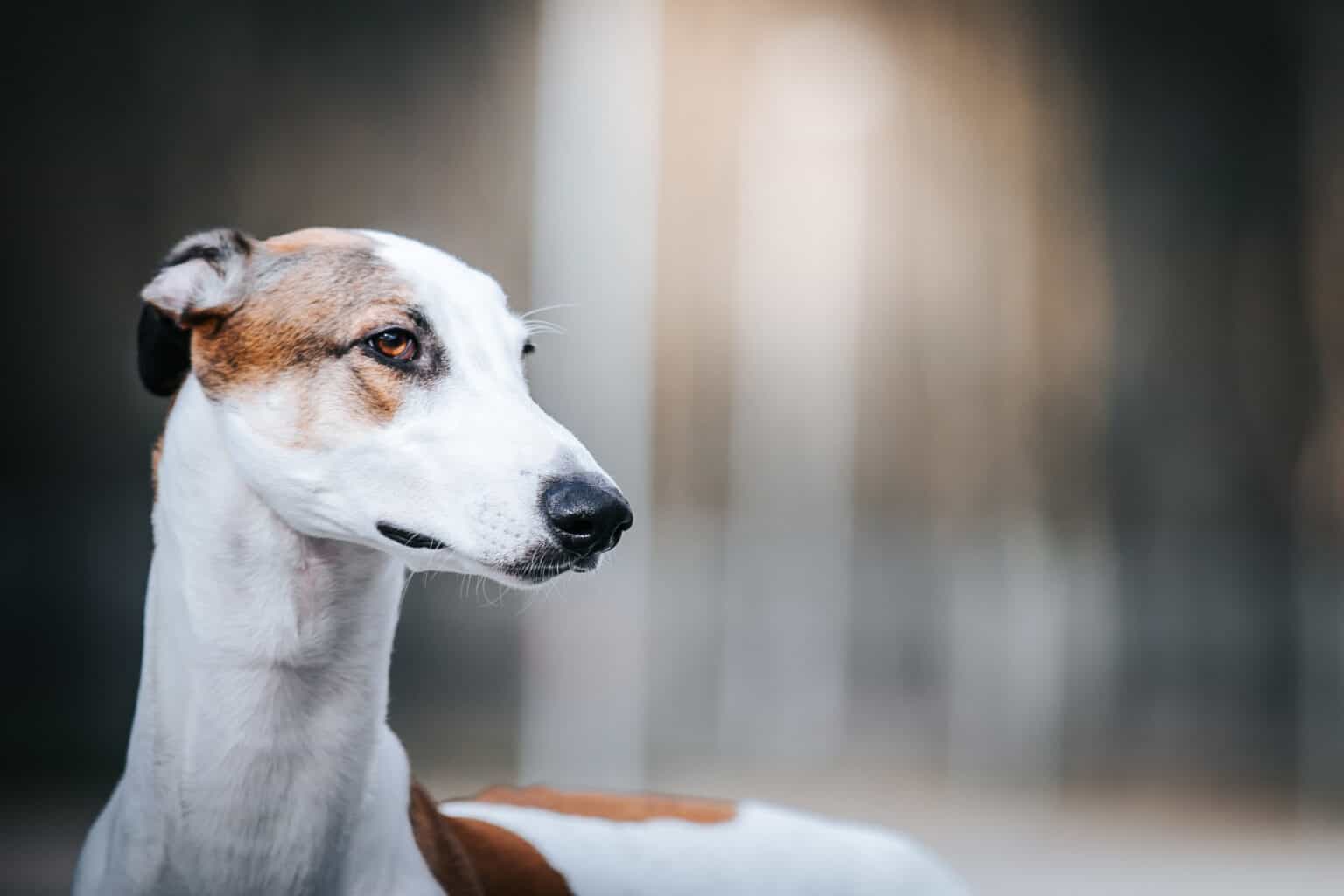How to Train Your Greyhound: The 5 Best Methods and Tips