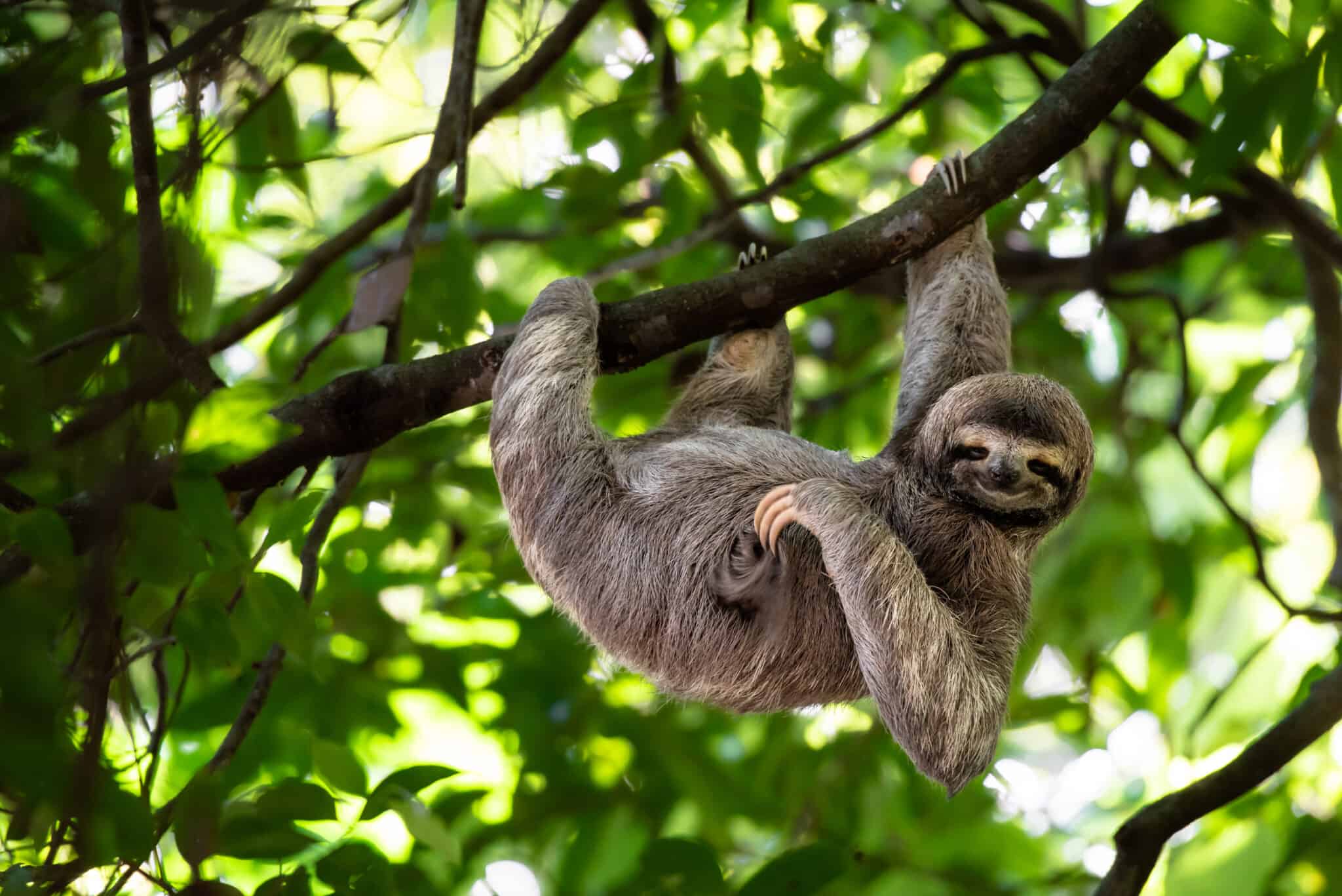 Sloth Animal Facts - Choloepus Hoffmani - A-Z Animals