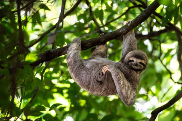 Sloth Animal Facts - Choloepus Hoffmani - A-Z Animals