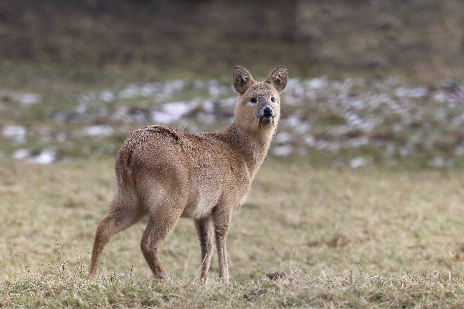 Discover the “Vampire Deer” of Asia With Fangs Instead of Antlers - A-Z ...