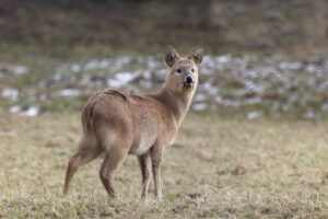 Chinese Water Deer Animal Facts | Hydropotes inermis - AZ Animals