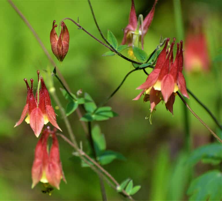 15 Best Perennial Flowers for Oklahoma - A-Z Animals