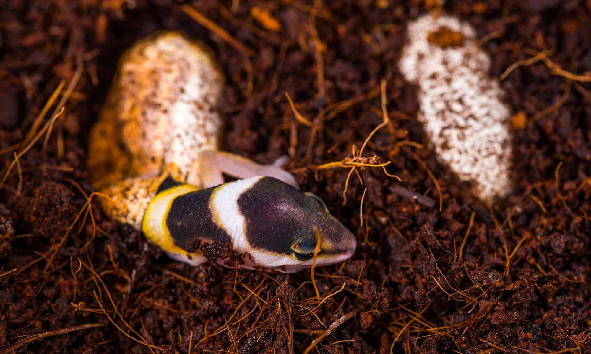 Gecko Teeth: Everything You Need To Know - A-Z Animals