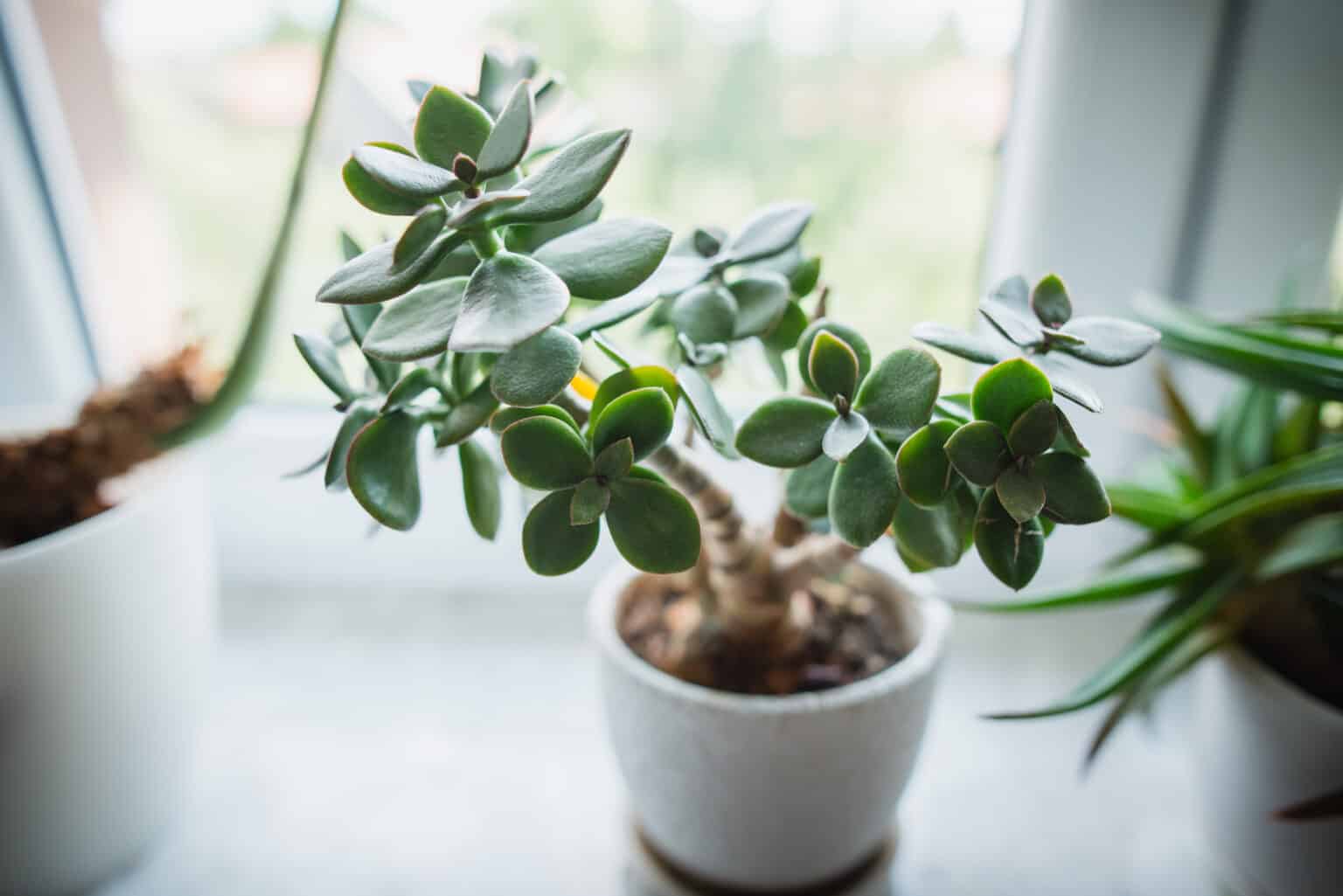 Jade Plant Symbolism: Discover the Meaning of This Iconic Plant - A-Z ...