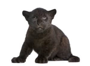 Baby Panther - A-Z Animals