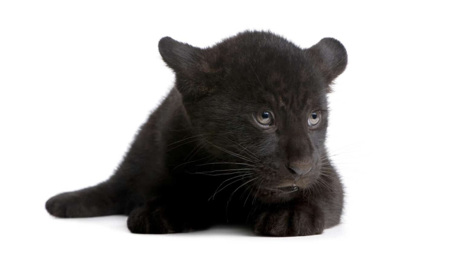 Baby Panther - A-Z Animals