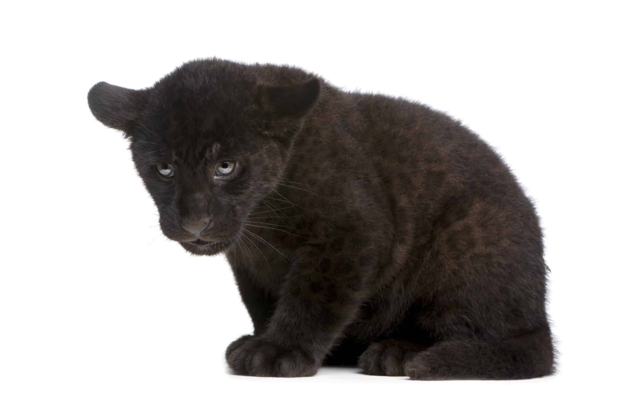 Baby Panther - A-Z Animals