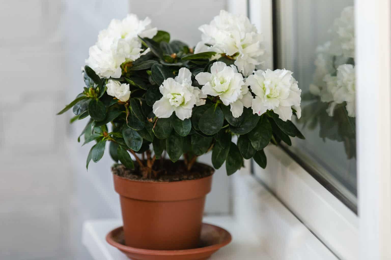 When Do Azaleas Bloom? Discover Peak Season by Zone - A-Z Animals
