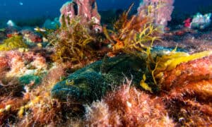 Flounder Teeth: Everything You Need To Know - A-Z Animals
