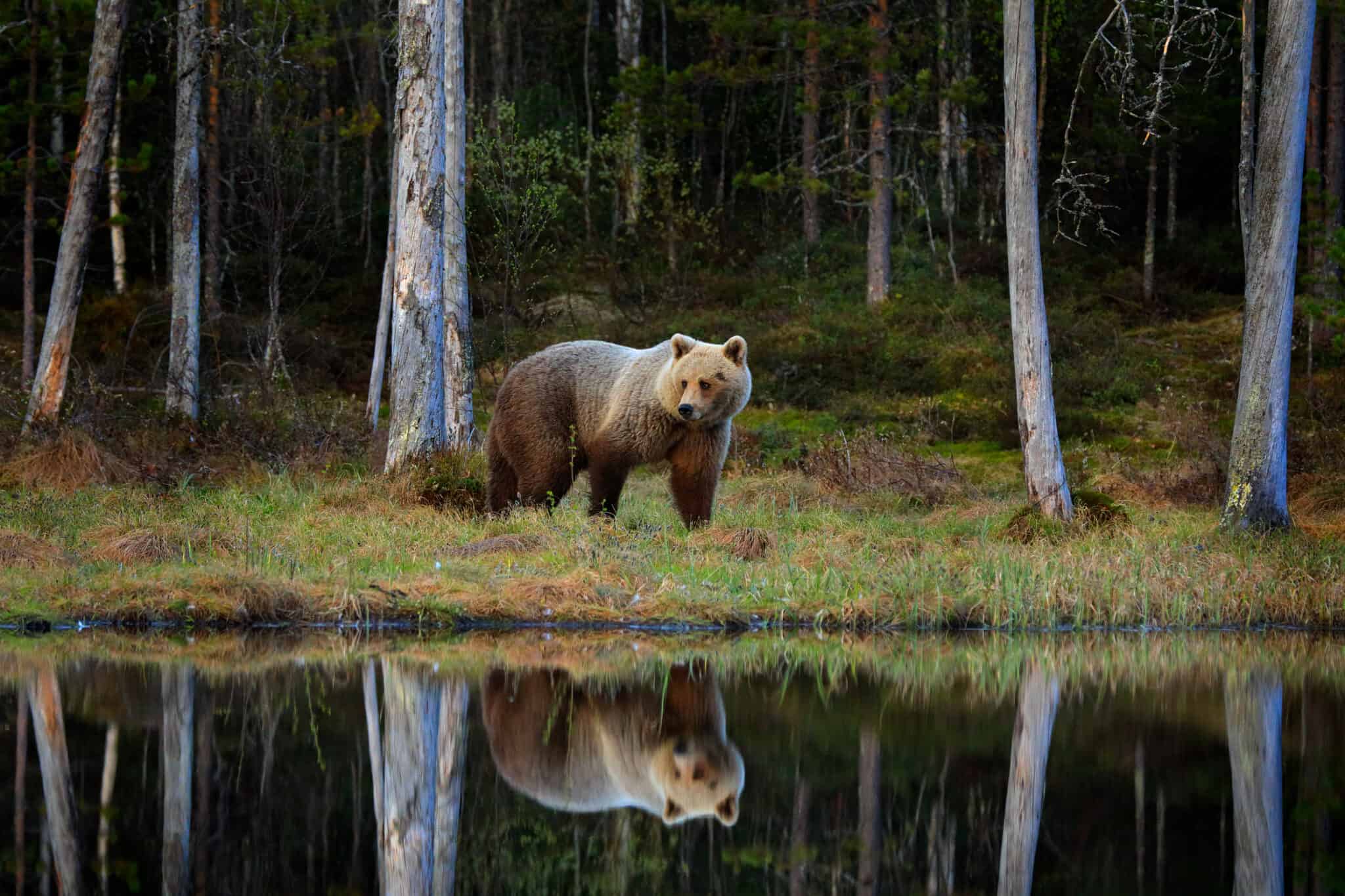 Brown Bear Animal Facts - Ursus arctos - A-Z Animals