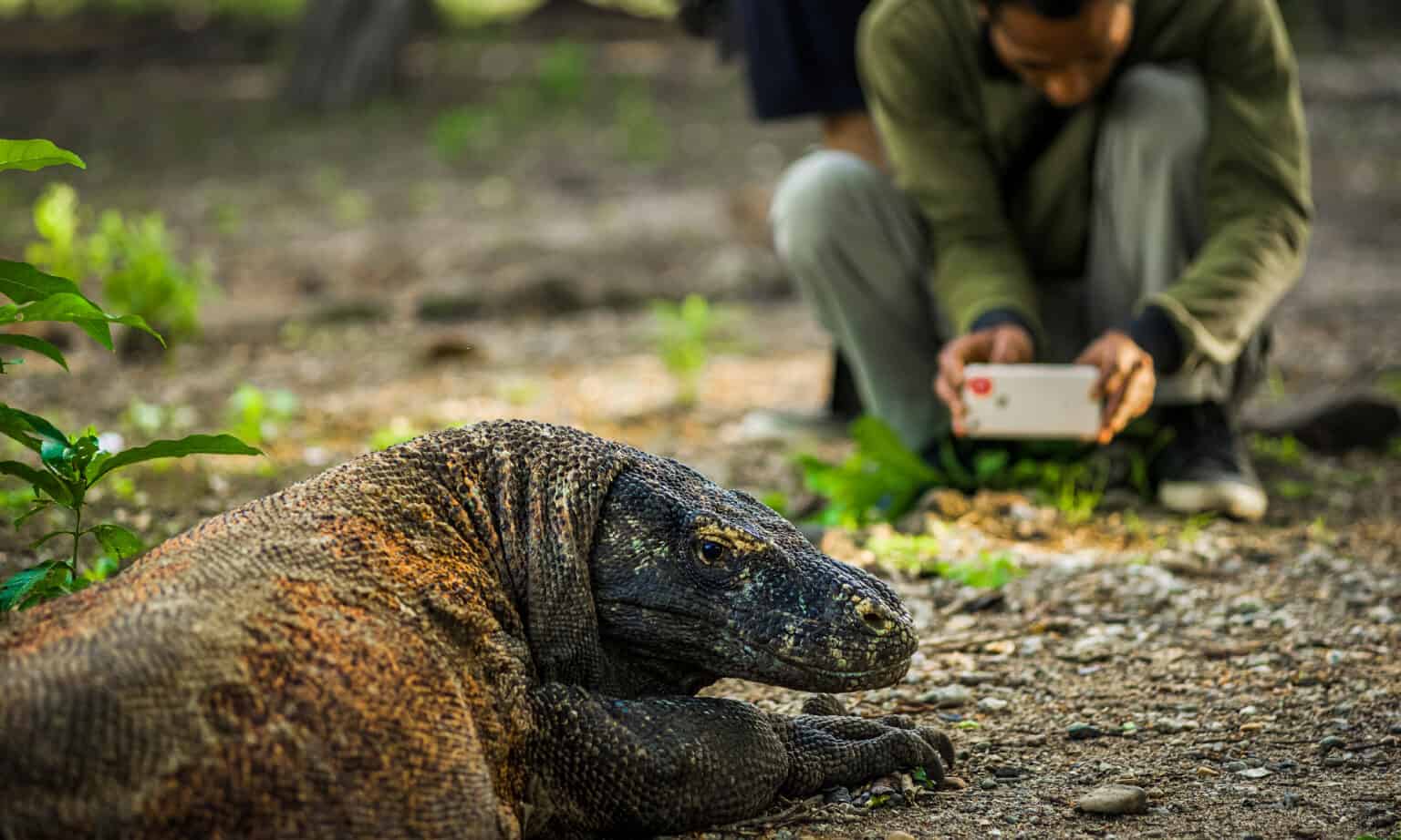 Monitor Lizard Teeth: Everything You Need To Know - A-Z Animals