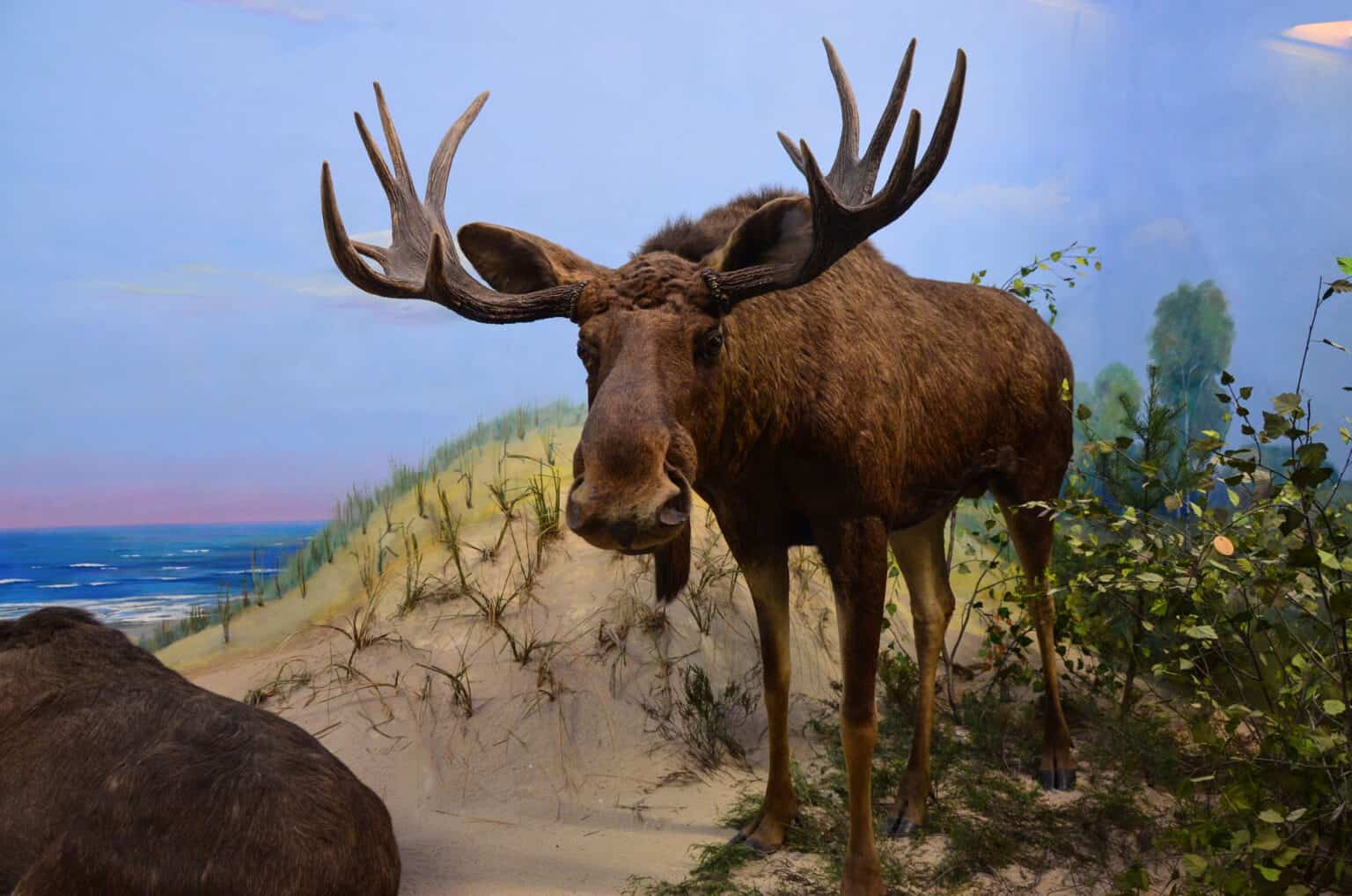 Moose Population: How Many Still Roam the World? - A-Z Animals