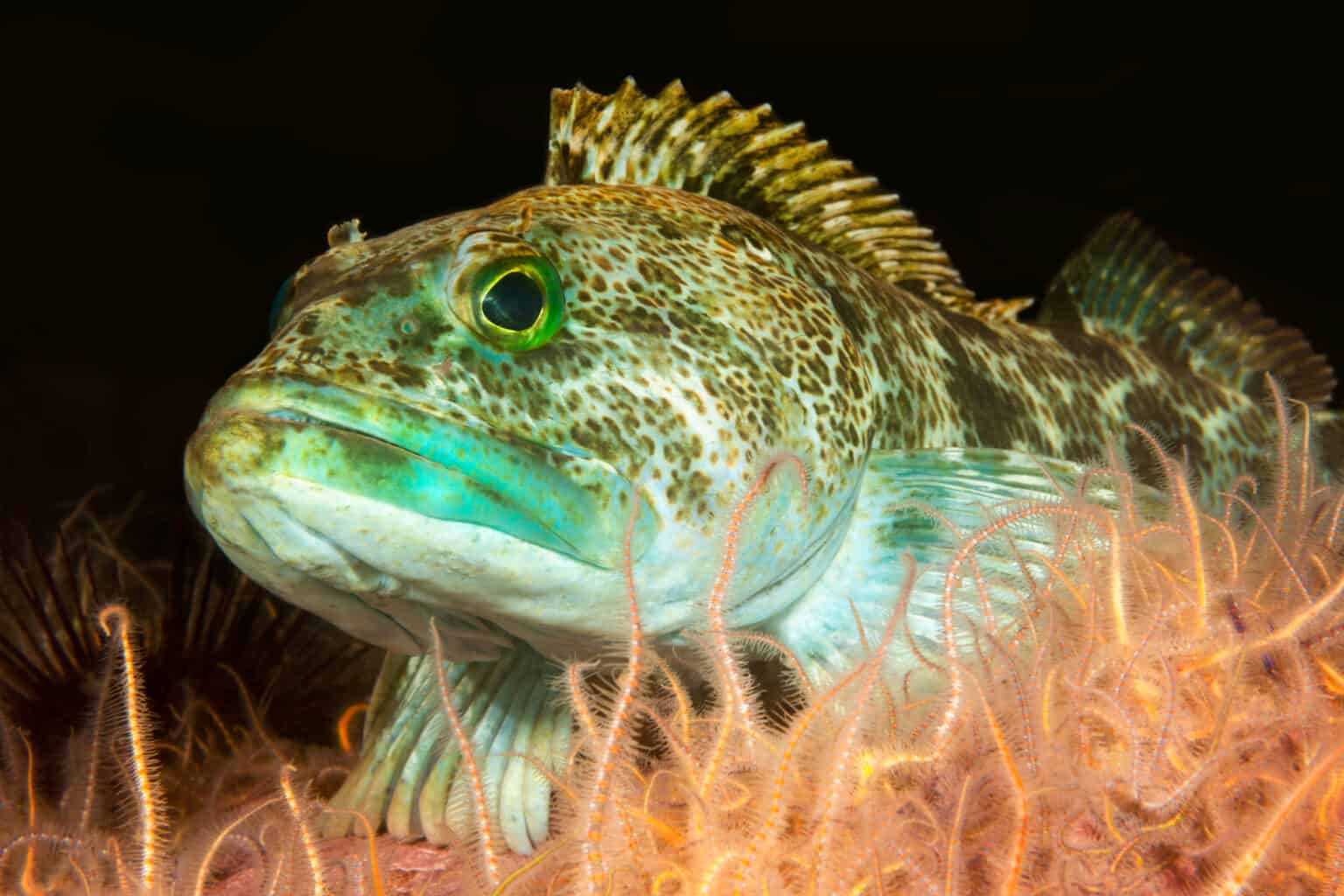 Sea Monsters! The 10 Biggest Trophy Fish Ever Caught in Alaska - A-Z ...