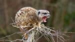 Mongoose Animal Facts - Herpestidae - A-Z Animals