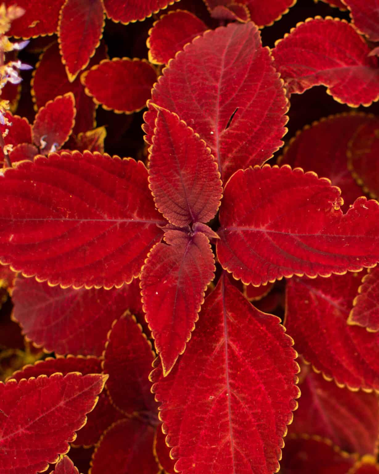 Types of Coleus: The Top 20 Varieties of Coleus - A-Z Animals