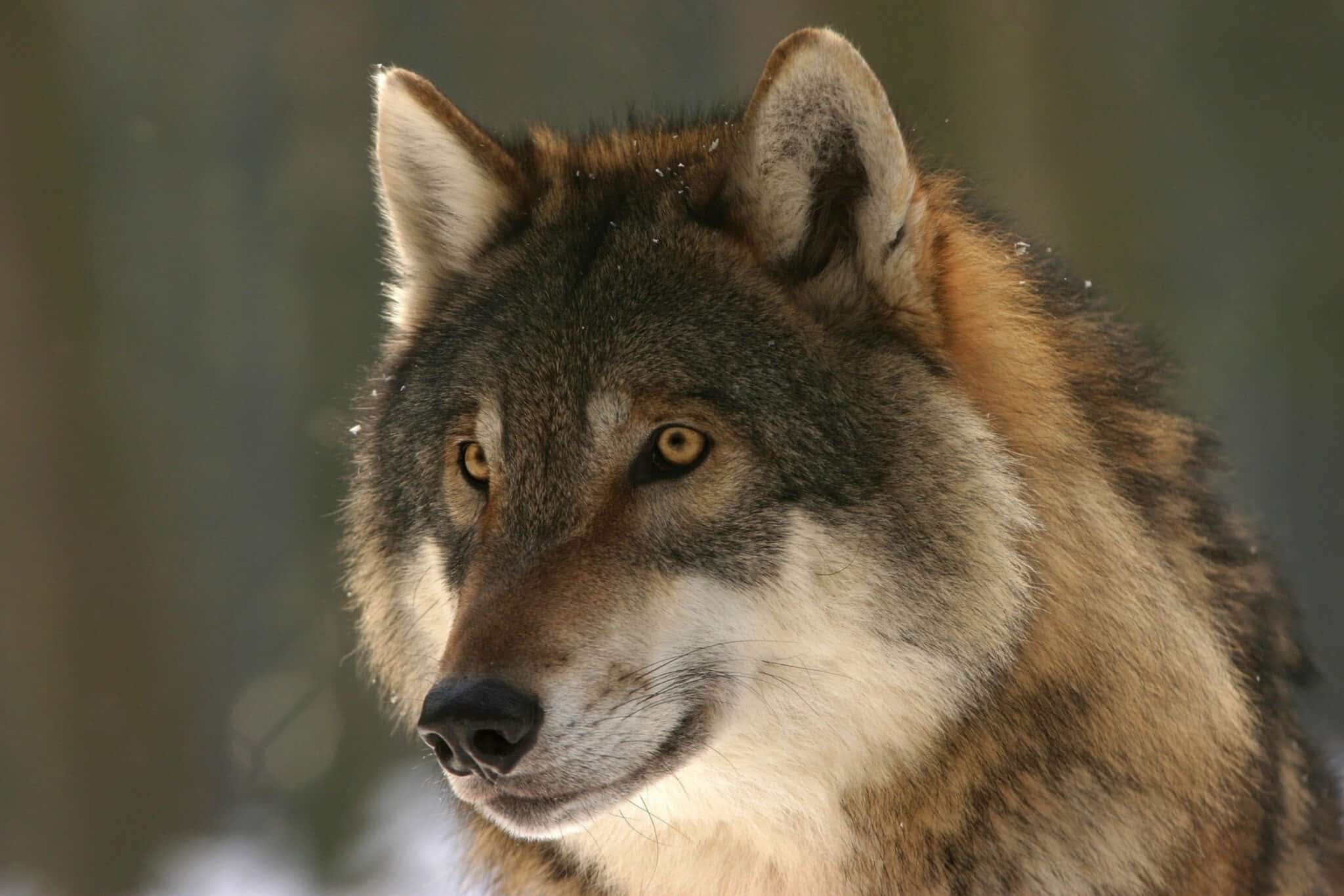 Wildlife in Croatia - Types of Croatian Animals - A-Z Animals