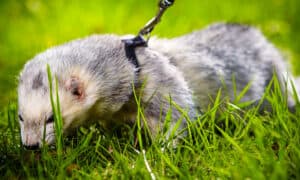 Ferret Colors: A Guide to Ferret Colors and Patterns - A-Z Animals
