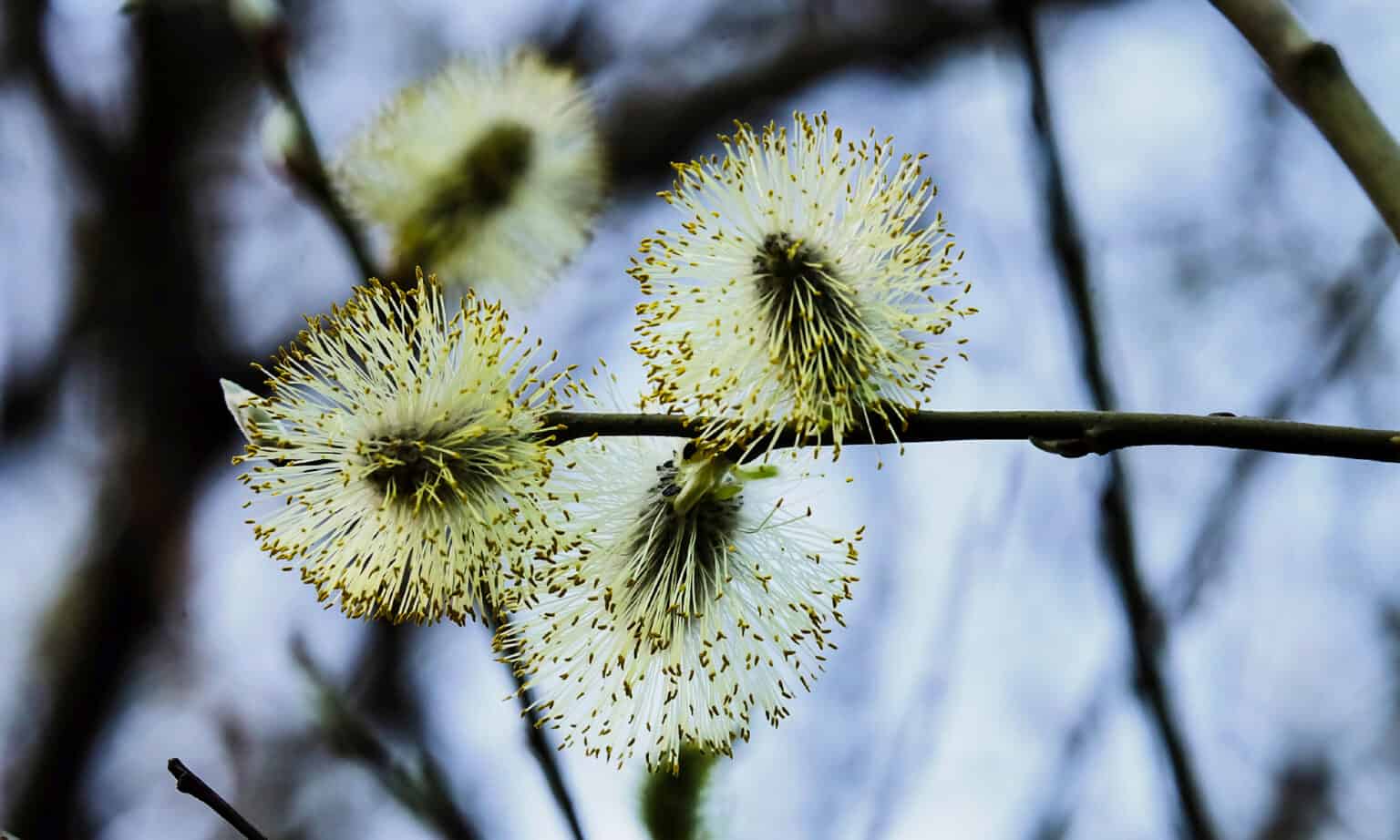 Discover 11 Different Types of Willow Trees - A-Z Animals