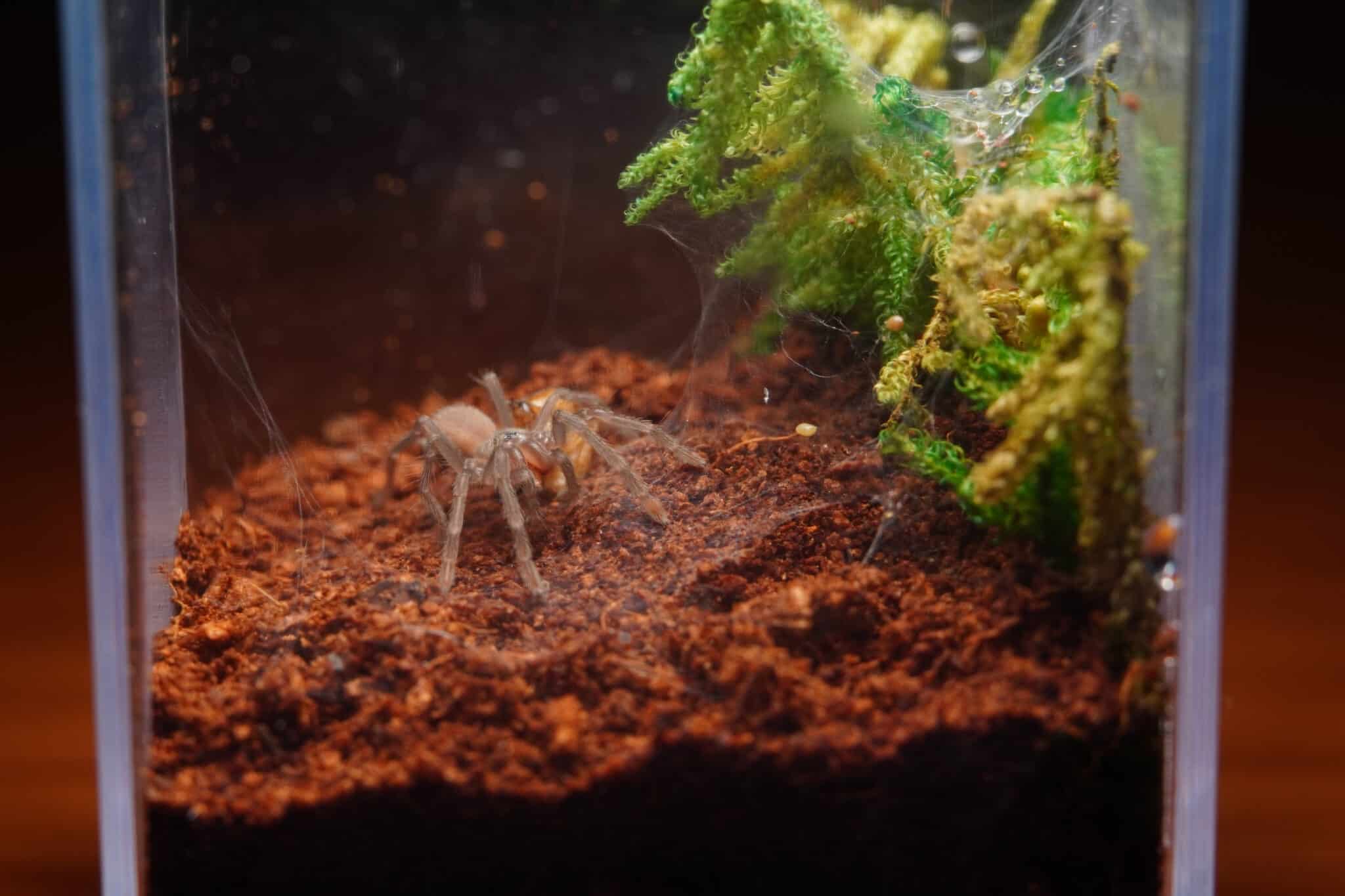 Old World Tarantulas vs. New World Tarantulas: The Complete List - A-Z ...