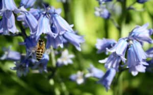 How Do Bees Make Honey: An In-Depth Look at This Fascinating Process ...