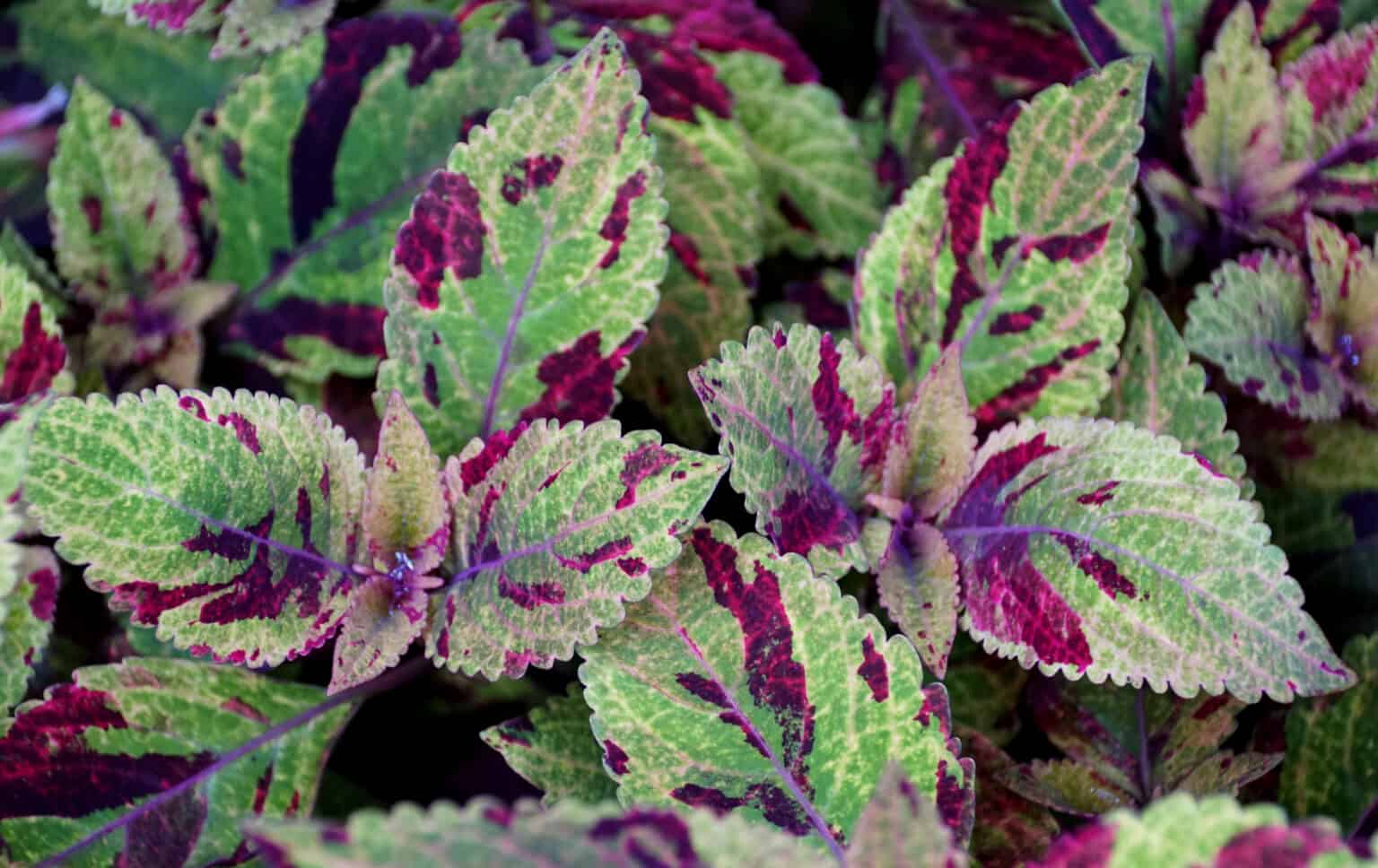 Types of Coleus: The Top 20 Varieties of Coleus - A-Z Animals