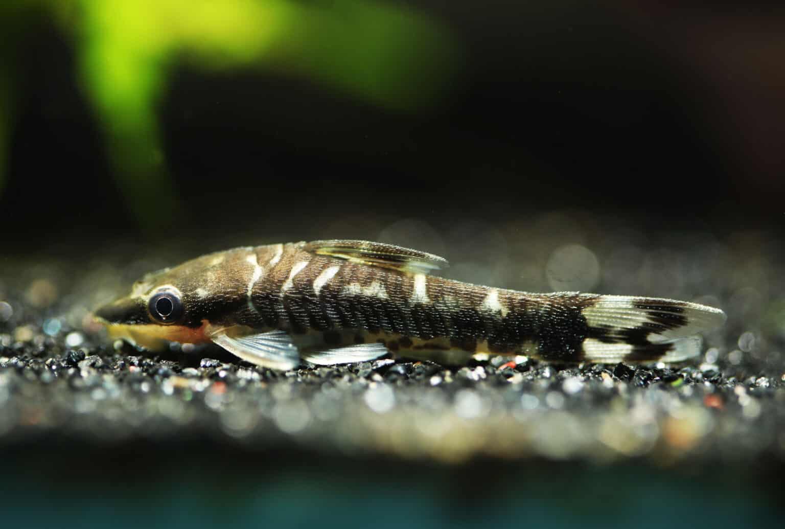 Explore 50+ Fish That Start with Z (Common Names) - A-Z Animals