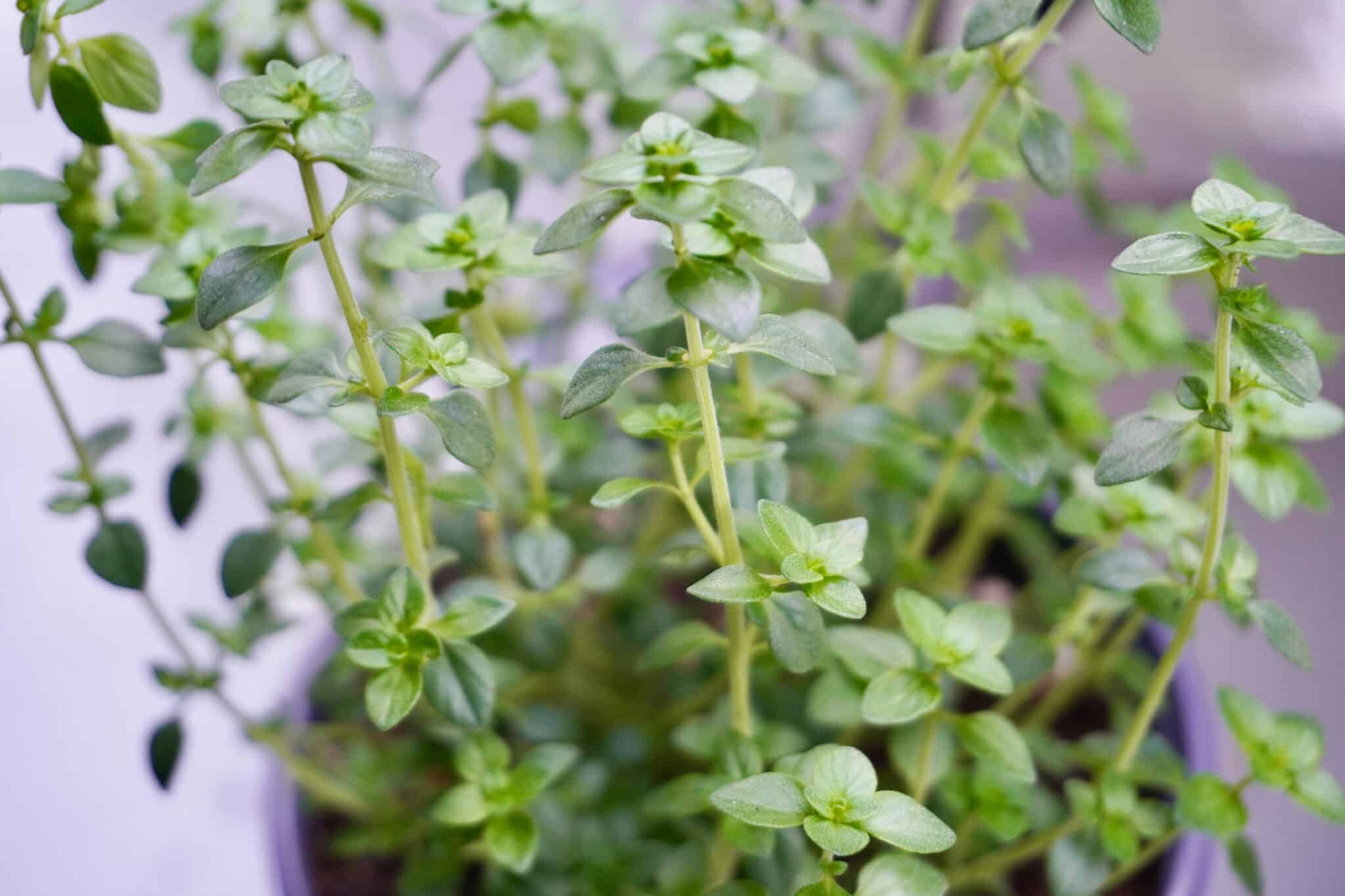 German Thyme vs. English Thyme: What Are The Differences? - A-Z Animals