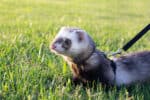 Ferret Colors: A Guide to Ferret Colors and Patterns - A-Z Animals